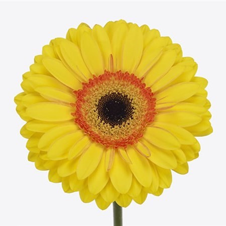 GERBERA APOLLO X 50 | Wholesale Dutch Flowers & Florist Supplies UK