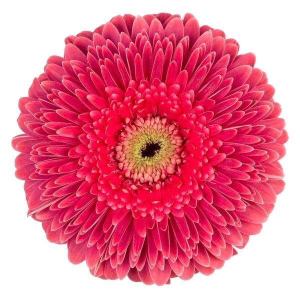 GERBERA BIG SIJA x 25 | Wholesale Dutch Flowers & Florist Supplies UK