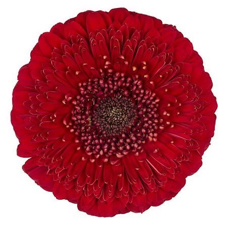 GERBERA GERPONI BIG FIVE x 25 | Wholesale Dutch Flowers & Florist ...