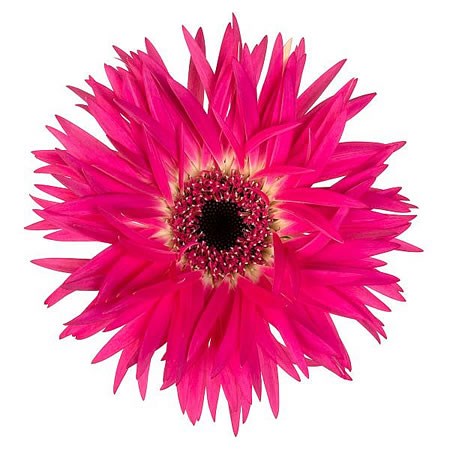 GERBERA ORTEGA | Wholesale Dutch Flowers & Florist Supplies UK