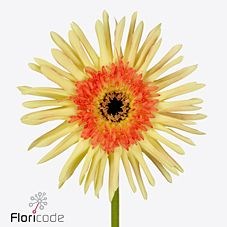 GERBERA PASTA ARRABIATA x 50 | Wholesale Dutch Flowers & Florist ...