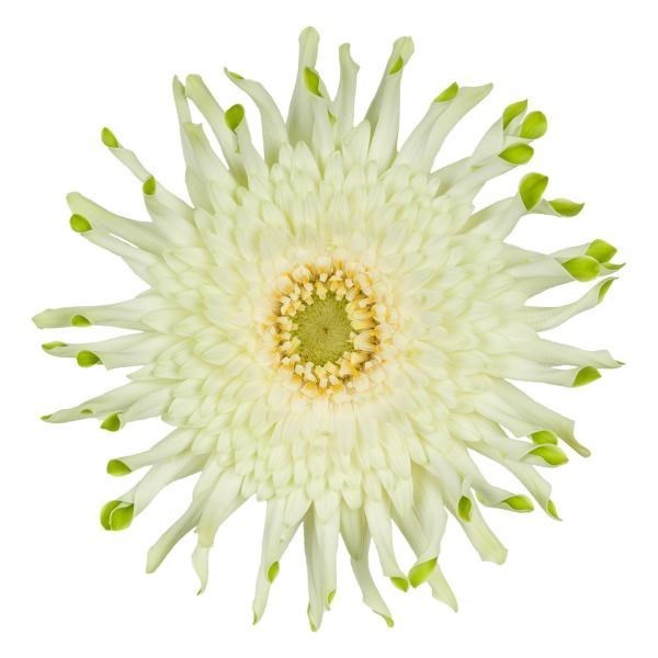 GERBERA PASTA BLONDIE x 40 | Wholesale Dutch Flowers & Florist Supplies UK