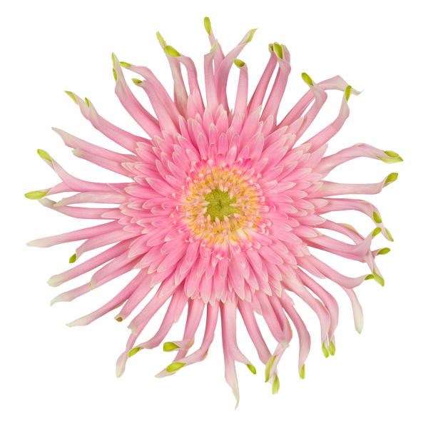 GERBERA PASTA EMMA x 25 | Wholesale Dutch Flowers & Florist Supplies UK
