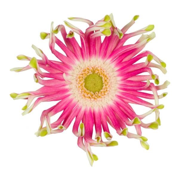 GERBERA PASTA FEMKE x 10 | Wholesale Dutch Flowers & Florist Supplies UK