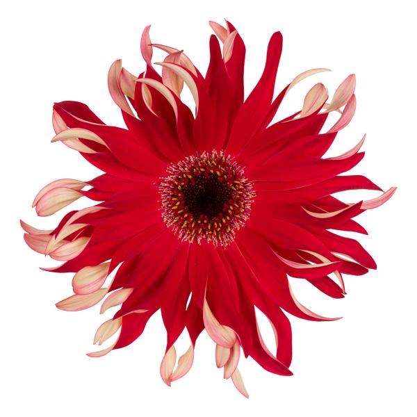 GERBERA PASTA FIRE x 25 | Wholesale Dutch Flowers & Florist Supplies UK