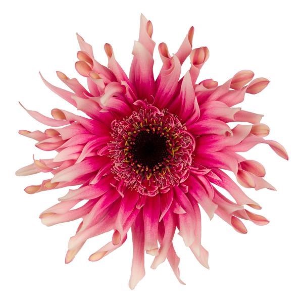 GERBERA PASTA FLASH x 45 | Wholesale Dutch Flowers & Florist Supplies UK