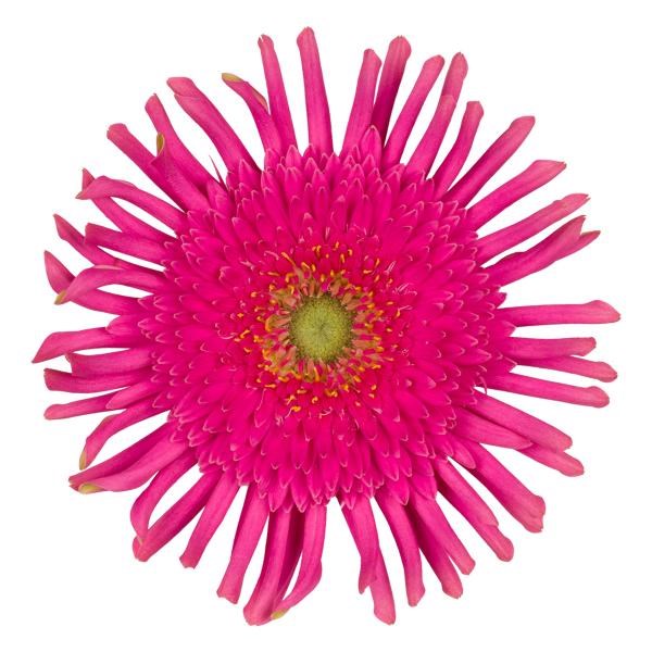GERBERA PASTA FRIVOL | Wholesale Dutch Flowers & Florist Supplies UK