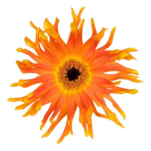 GERBERA PASTA LINDYA | Wholesale Dutch Flowers & Florist Supplies UK