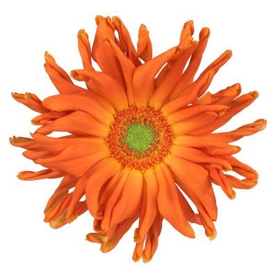 GERBERA PASTA MARINARA | Wholesale Dutch Flowers & Florist Supplies UK