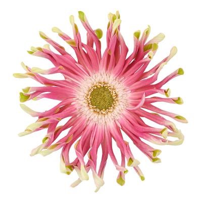 GERBERA PASTA REBEL CRAZE x 50 | Wholesale Dutch Flowers & Florist ...