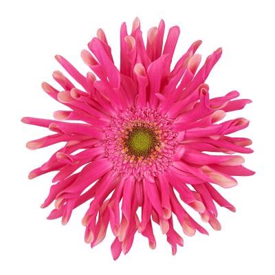 GERBERA PASTA REBEL JINX | Wholesale Dutch Flowers & Florist Supplies UK