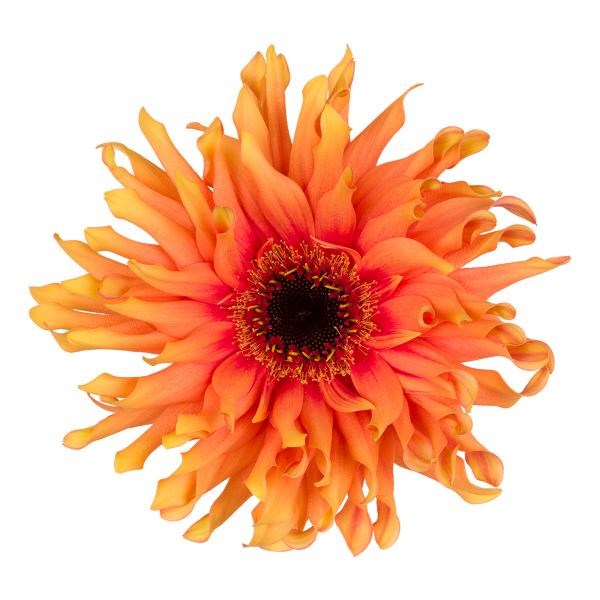 GERBERA PASTA SCOTT x 25 | Wholesale Dutch Flowers & Florist Supplies UK