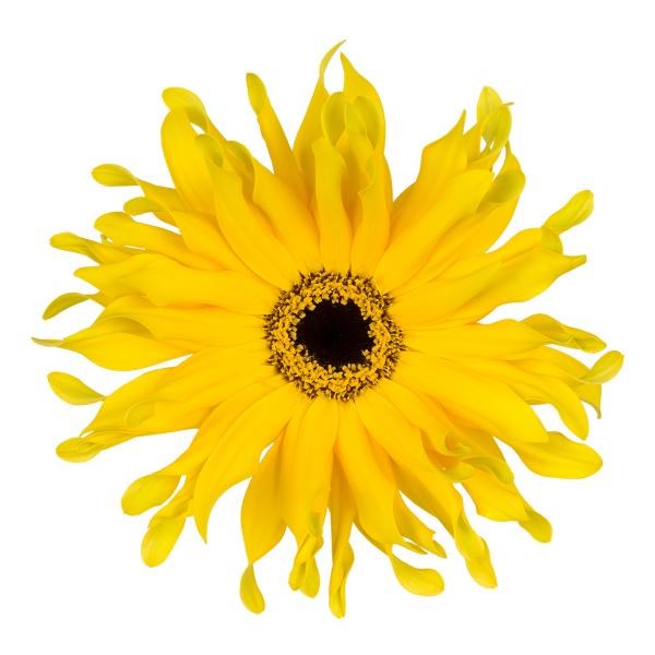 GERBERA PASTA SOLOMIO x 25 | Wholesale Dutch Flowers & Florist Supplies UK