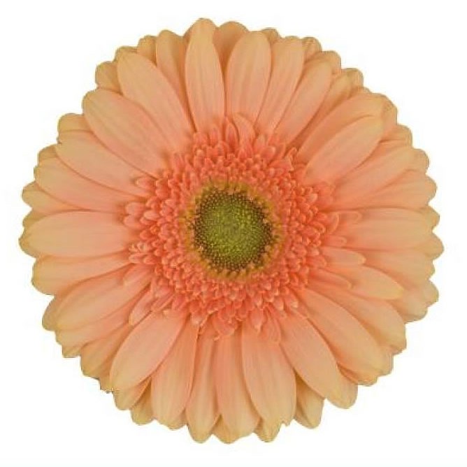 GERBERA PRE-EXTASE x 50 | Wholesale Dutch Flowers & Florist Supplies UK