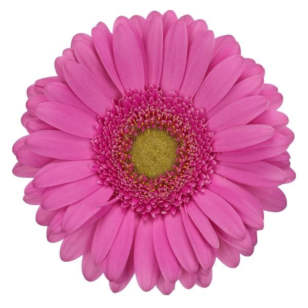 GERBERA PRETTY NOVA X 50 | Wholesale Dutch Flowers & Florist Supplies UK