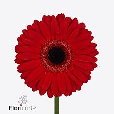 GERBERA RODEO x 25 | Wholesale Dutch Flowers & Florist Supplies UK
