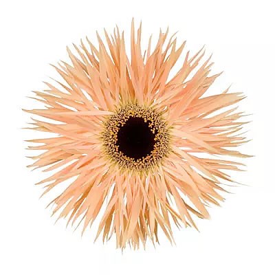 GERBERA SPIDER HARMONY x 25 | Wholesale Dutch Flowers & Florist Supplies UK