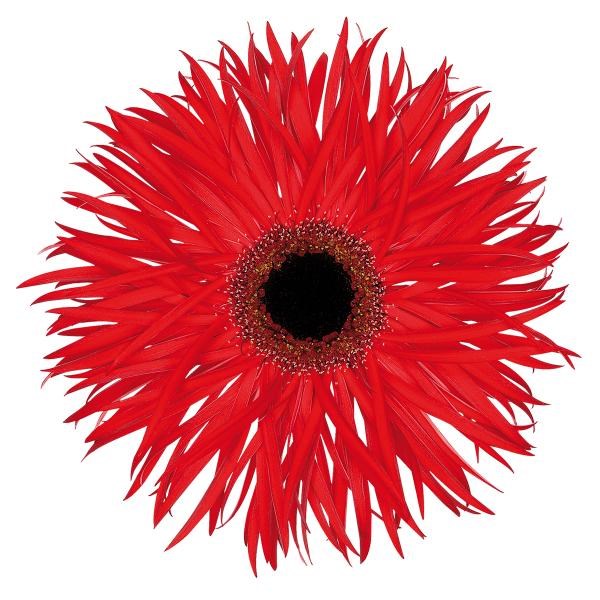 GERBERA SPIDER PREMIERE | Wholesale Dutch Flowers & Florist Supplies UK