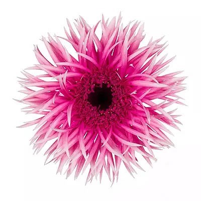 GERBERA SPIDER VICTORY x 50 | Wholesale Dutch Flowers & Florist Supplies UK