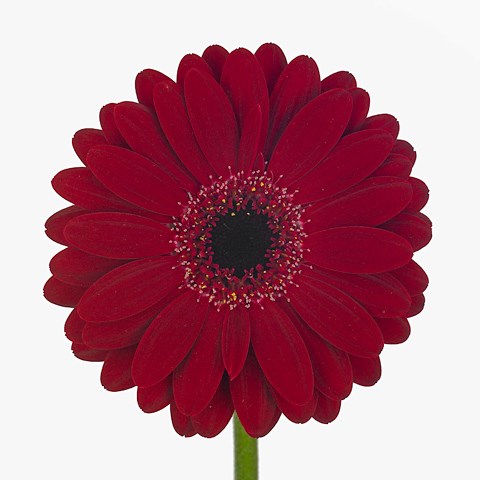 GERMINI BLACK TIE X 60 | Wholesale Dutch Flowers & Florist Supplies UK