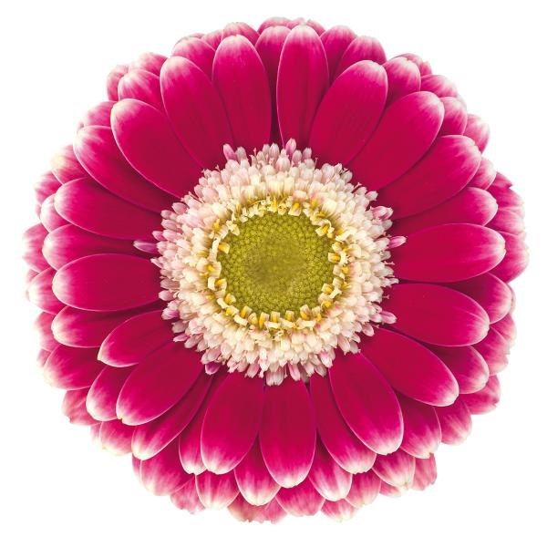 GERMINI CASSIS (BUNCHED) | Wholesale Dutch Flowers & Florist Supplies UK