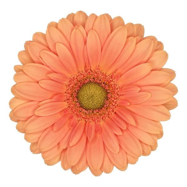 GERMINI CAVA x 60 | Wholesale Dutch Flowers & Florist Supplies UK