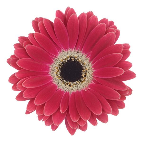 GERMINI DANTE x 60 | Wholesale Dutch Flowers & Florist Supplies UK