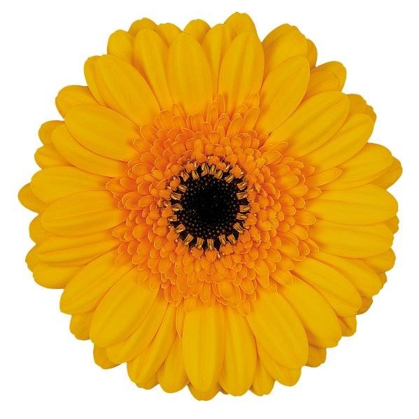 GERMINI DAVIDSON (SECURE BOXED) | Wholesale Dutch Flowers & Florist ...