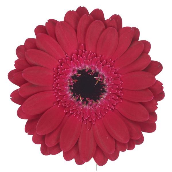 GERMINI DIANA (SECURE BOXED) | Wholesale Dutch Flowers & Florist ...