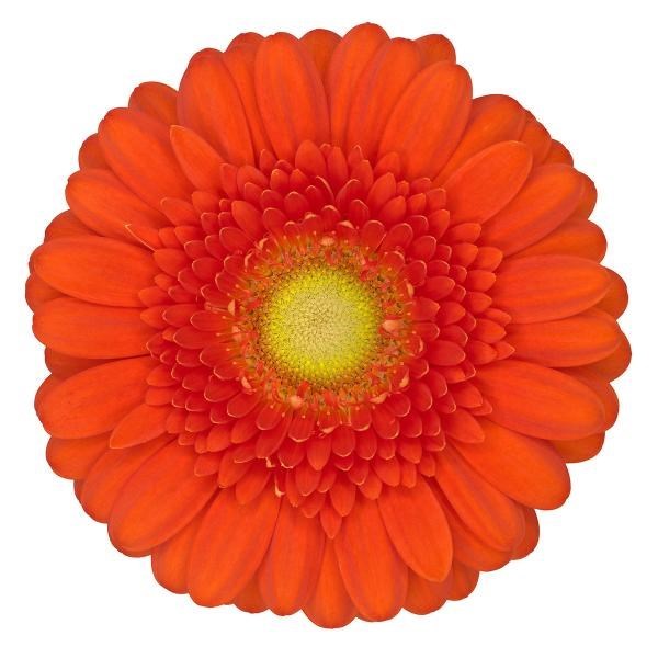 GERMINI DORITO (BUNCHED) 50cm | Wholesale Dutch Flowers & Florist ...