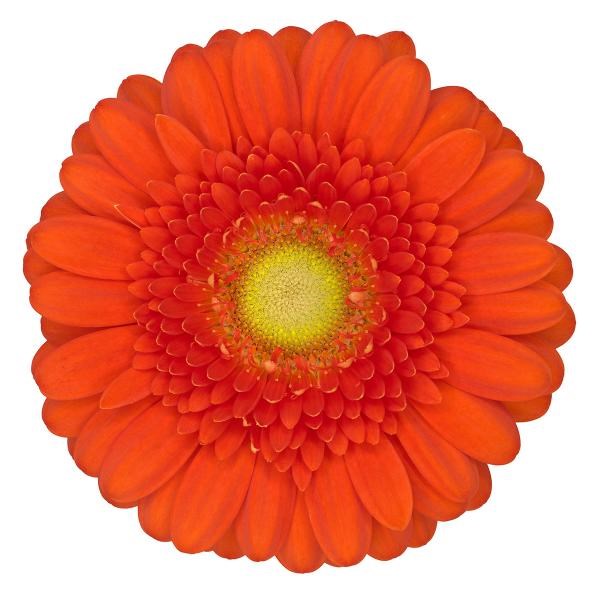 GERMINI DORITO x 60 | Wholesale Dutch Flowers & Florist Supplies UK