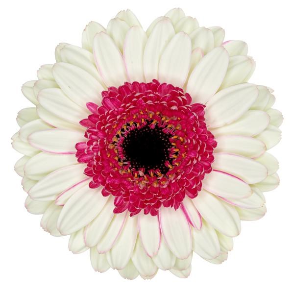 GERMINI DOUBLE FUN x 60 | Wholesale Dutch Flowers & Florist Supplies UK