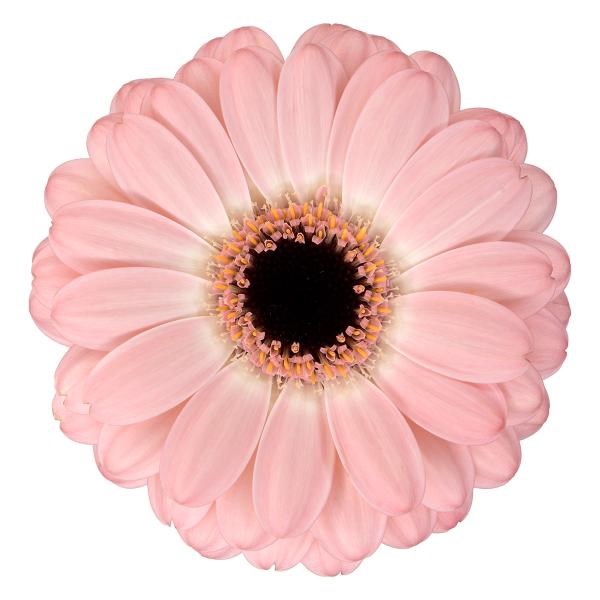 GERMINI DUET (SECURE BOXED) | Wholesale Dutch Flowers & Florist Supplies UK