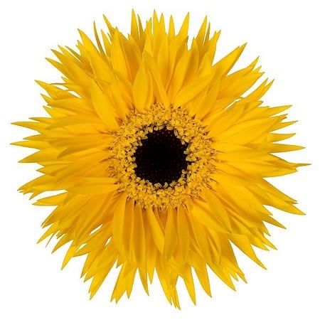 GERMINI DUNGA (SECURE BOXED) | Wholesale Dutch Flowers & Florist ...
