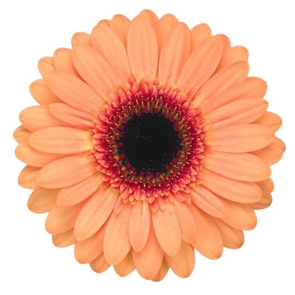 GERMINI DUSTY (BUNCHED) x 20 | Wholesale Dutch Flowers & Florist ...