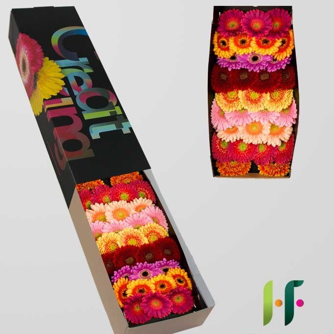 GERMINI ELITE MIX x 30 | Wholesale Dutch Flowers & Florist Supplies UK