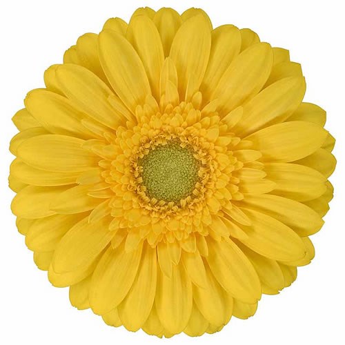 GERMINI EMOJI | Wholesale Dutch Flowers & Florist Supplies UK