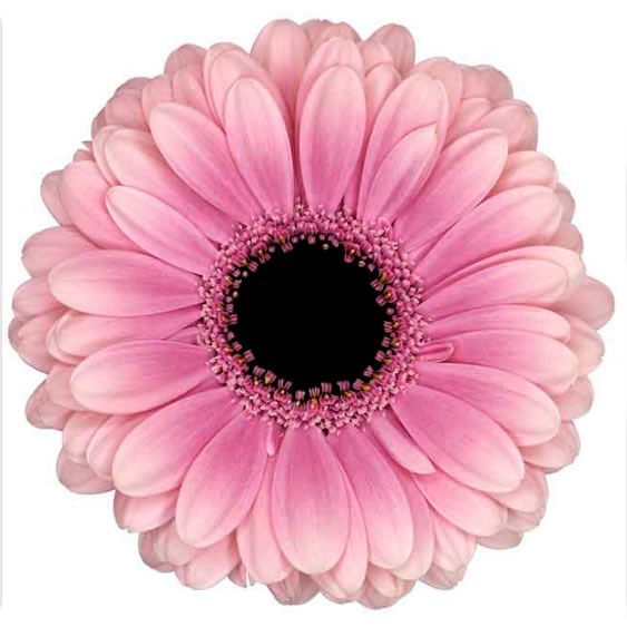 GERMINI ESMEE (SECURE BOXED) | Wholesale Dutch Flowers & Florist ...