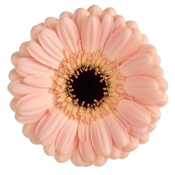 GERMINI ESPRESSO x 30 | Wholesale Dutch Flowers & Florist Supplies UK