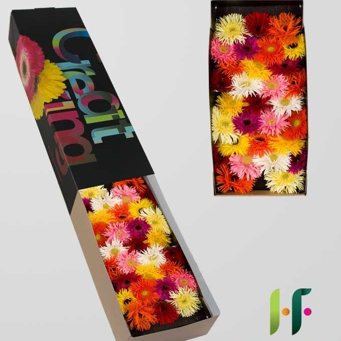 GERMINI FIREWORX MIX (SECURE BOXED) X 30 | Wholesale Dutch Flowers UK