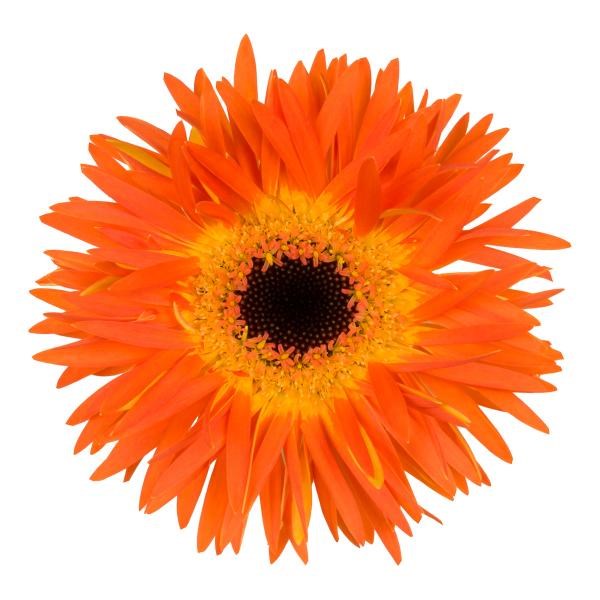 GERMINI FOUNTAIN (SECURE BOXED) | Wholesale Dutch Flowers & Florist ...