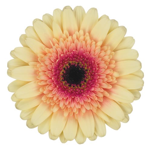 GERMINI FREEDO x 50 | Wholesale Dutch Flowers & Florist Supplies UK