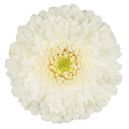 GERMINI GERPONI BLANCO X 30 | Wholesale Dutch Flowers & Florist Supplies UK