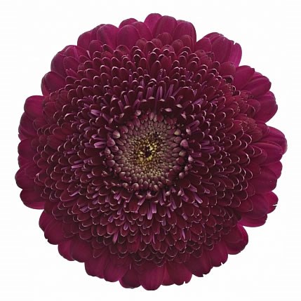 GERMINI GERPONI DANEE X 60 | Wholesale Dutch Flowers & Florist Supplies UK