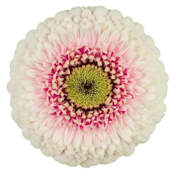 GERMINI GERPONI DISCO (SECURE BOXED) X 60 | Wholesale Dutch Flowers ...