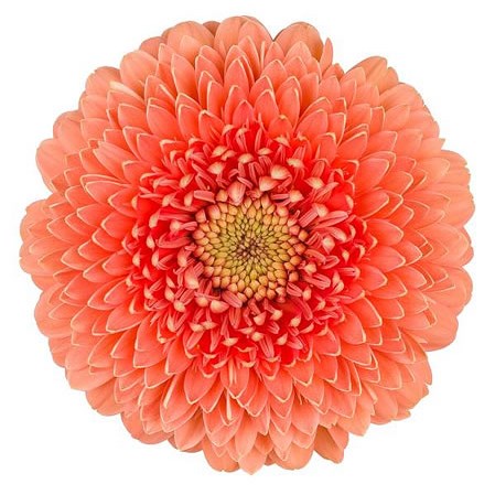 GERMINI GERPONI JIVE X 60 | Wholesale Dutch Flowers & Florist Supplies UK