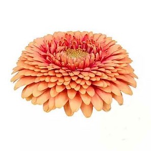 GERMINI GERPONI ZENNA M (SECURE BOXED) | Wholesale Dutch Flowers ...