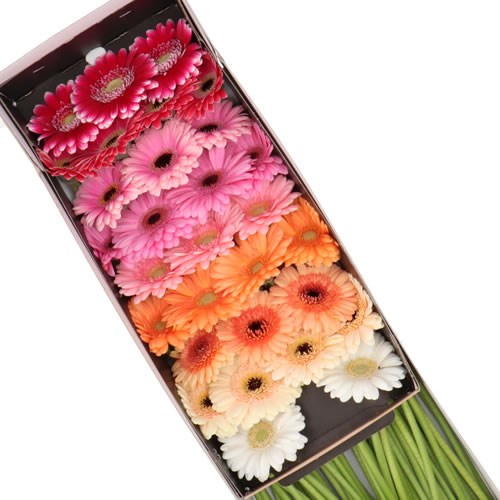 GERMINI HAPPY MIX (SECURE BOXED) | Wholesale Dutch Flowers & Florist ...