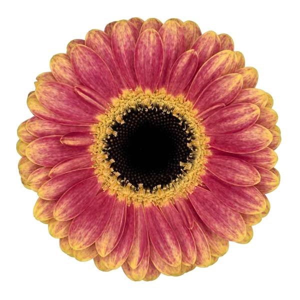 GERMINI HOLY MOLY (GROWER PACK) | Wholesale Dutch Flowers & Florist ...