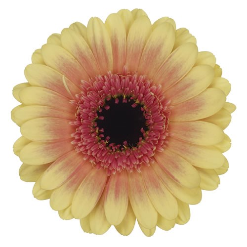 GERMINI ISKO x 60 | Wholesale Dutch Flowers & Florist Supplies UK